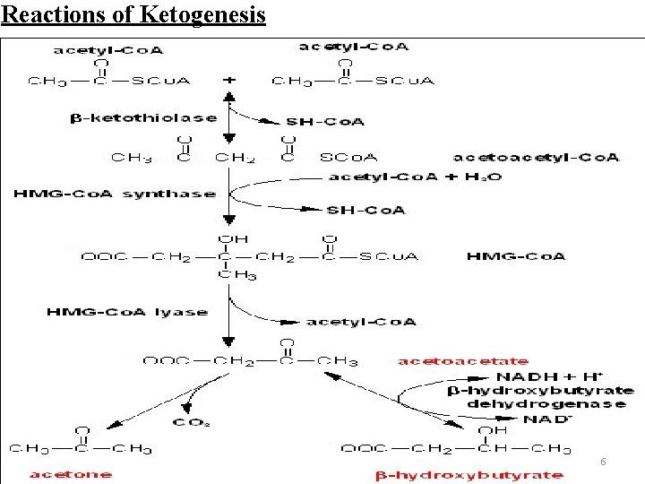 Biochemistry of Cardiac Muscle 1 The PCCK system