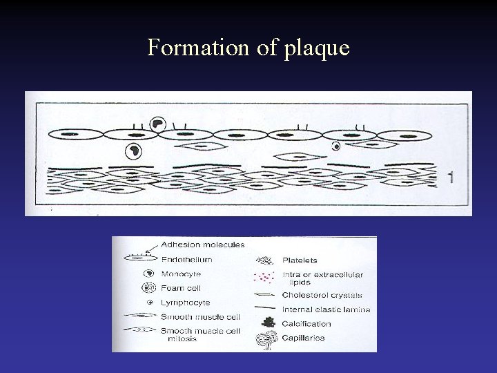 Vesicular Transport IV Chapter 13 3 possible fates