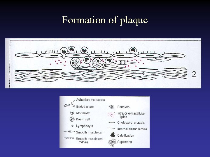 Vesicular Transport IV Chapter 13 3 possible fates