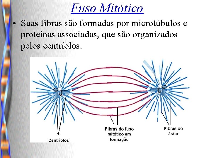 DIVISO CELULAR MITOSE E MEIOSE Jonas Felipe Recalcatti