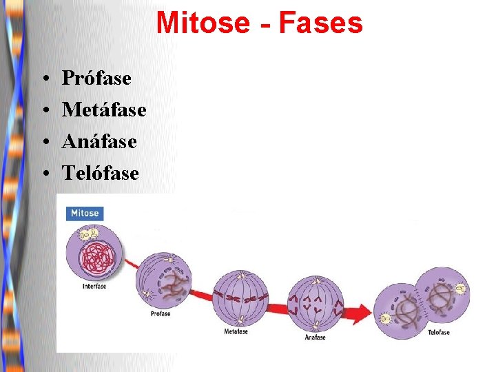 DIVISO CELULAR MITOSE E MEIOSE Jonas Felipe Recalcatti