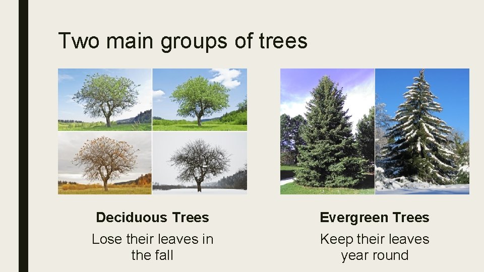 TREES 1 st grade Amazing Earth November What