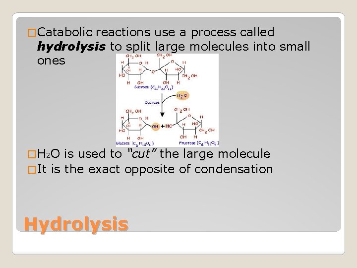Molecules to Metabolism II In the previous Powerpoint