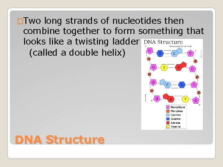 Molecules to Metabolism II In the previous Powerpoint