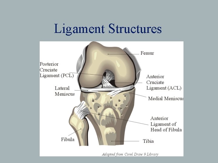 The Knee Some slides adapted from University of