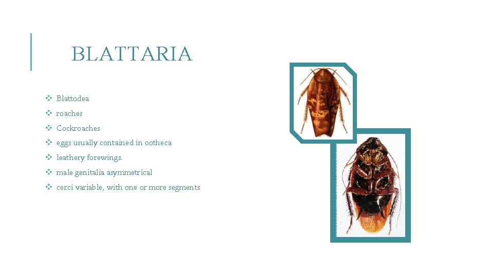 INSECT TAXONOMIC DIVERSITY BY Jodi Garrette INSECT ORDERS