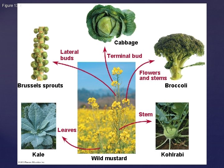 Objective SWBAT explain ways new species are created