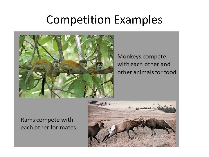 Niches and Habitats Limited Resources and Competition Ms