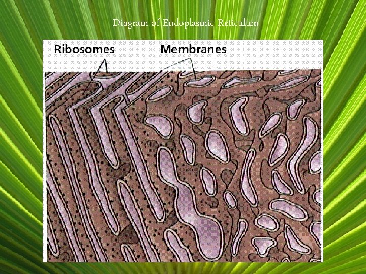 Cell Membrane Cytoplasm Nucleus Nucleolus Mitochondria Endoplasmic ...