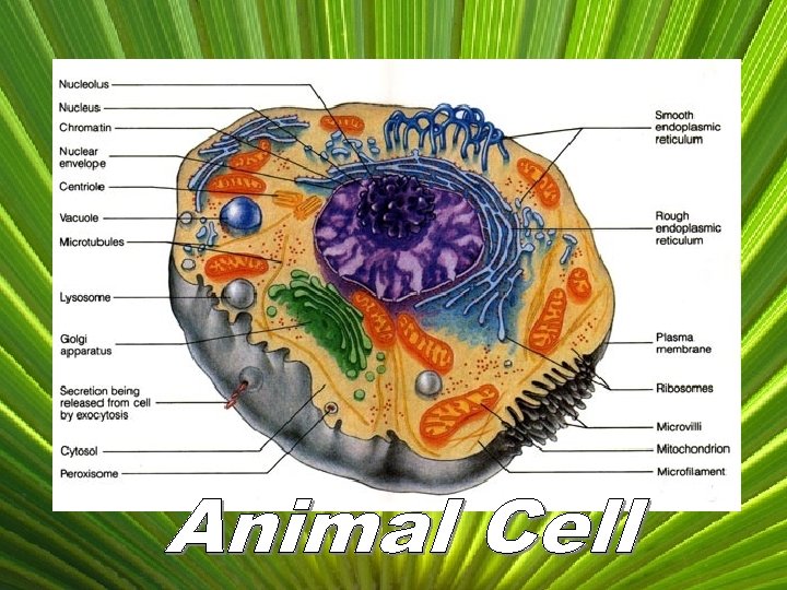 Cell Membrane Cytoplasm Nucleus Nucleolus Mitochondria Endoplasmic ...
