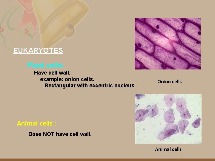 MICROSCOPY Prepared by Reem Aldossari APPLICATIONS OF COMPOUND