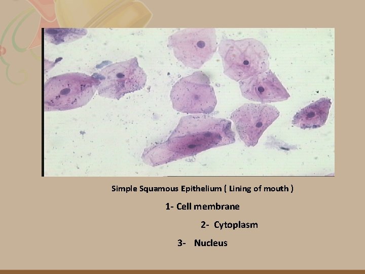 MICROSCOPY Prepared by Reem Aldossari APPLICATIONS OF COMPOUND