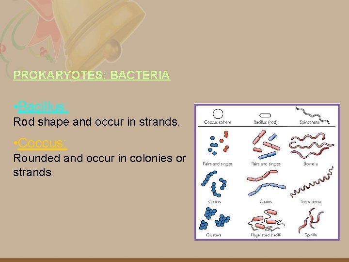 MICROSCOPY Prepared by Reem Aldossari APPLICATIONS OF COMPOUND