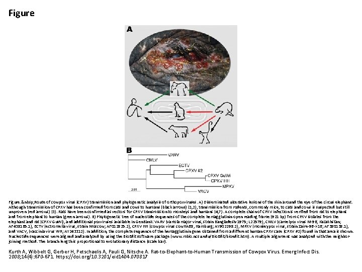 Figure nbsp Route of cowpox virus CPXV transmission