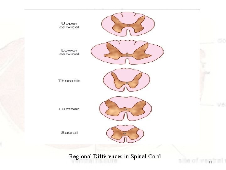 MICROSCOPIC ANATOMY OF THE BRAIN AND SPINAL CORD