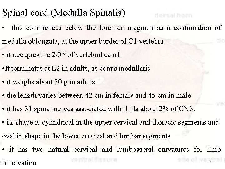 MICROSCOPIC ANATOMY OF THE BRAIN AND SPINAL CORD