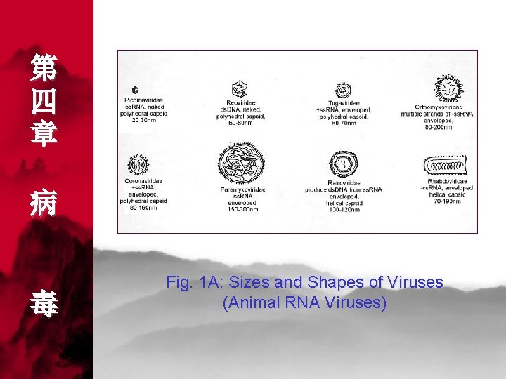 Fig 1 A Sizes and Shapes of Viruses