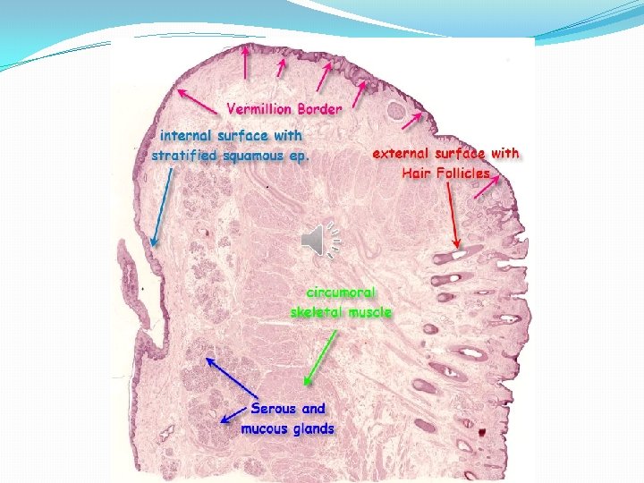 Oral cavity By Dr Esam Omar Introduction The