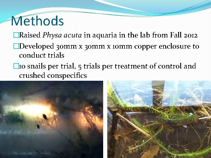 Change in juvenile Physa acuta behavior in the