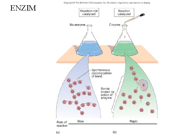 Metabolism of Microorganism Why do we must know