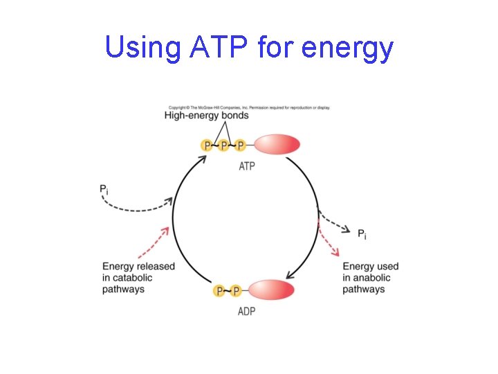 Metabolism of Microorganism Why do we must know
