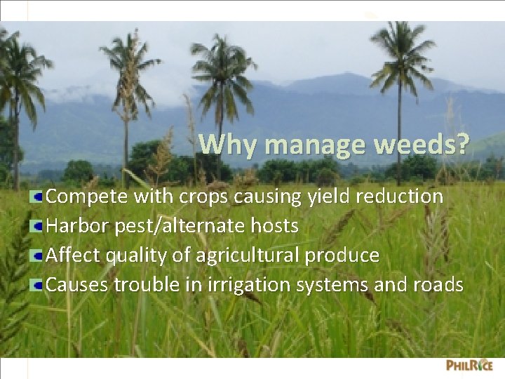 WEEDS of RICE their MANAGEMENT Part 1 Understanding