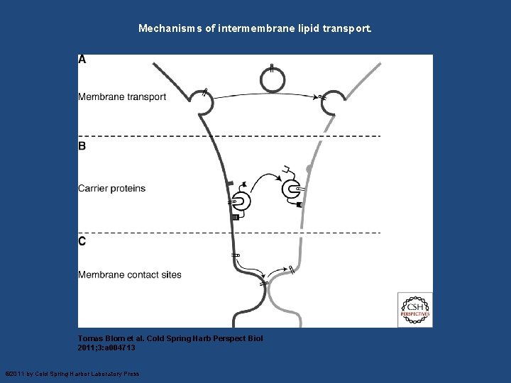 LIPID TRANSPORT Mechanisms of intermembrane lipid transport Tomas