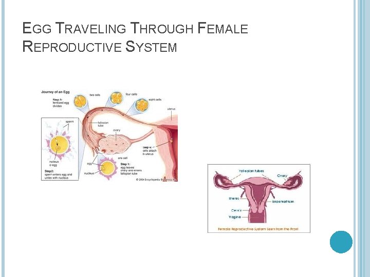 REPRODUCTION REPRODUCTION Reproduction is the process by which