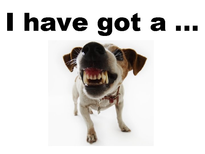 I have got a I have got a