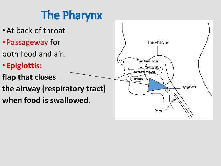 The Digestive System Anatomy of the Digestive System