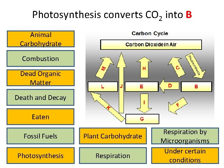 Carbon Cycle i Diagram Activity Diagram created by