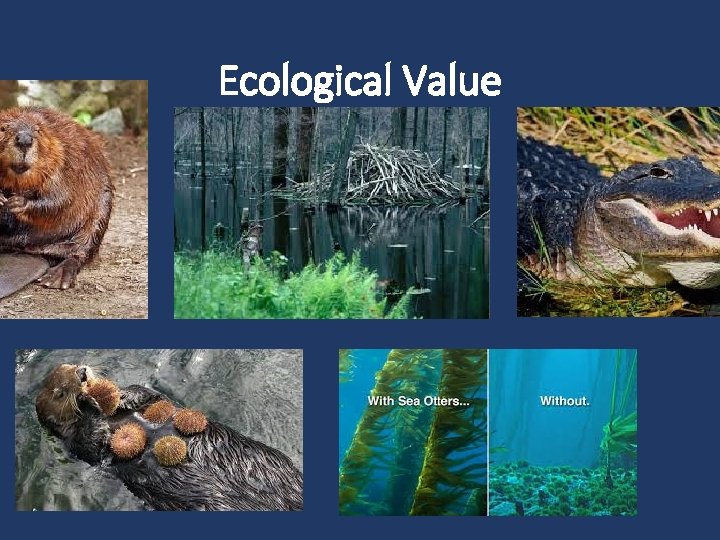 Importance of Fish Wildlife FW Chapter 1 Objectives