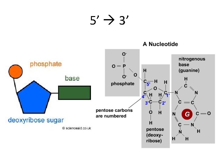 DNA replication Animationswebsites http www wiley ...