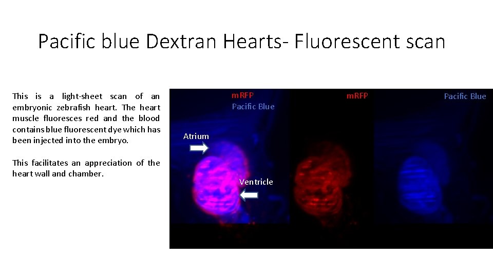 Modified Dextrans from Fina Biosolutions applies their expertise