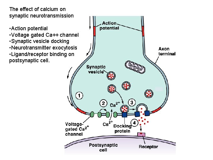 Cell to cell communication in the nervous system