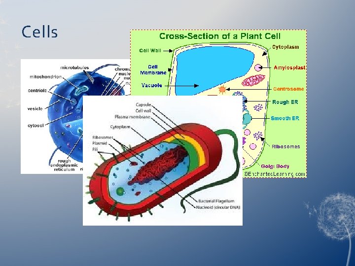 Characteristics of Living Things What makes something an