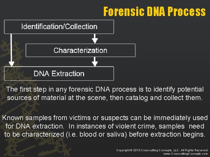 An Identity Crisis DNA Typing BELLWORKWHAT IS PCR