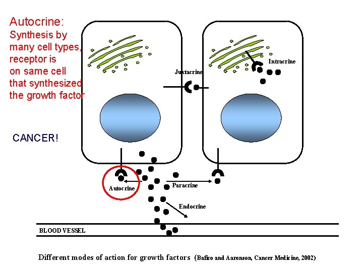 Tumor Biology Cellular and Molecular Aspects of the