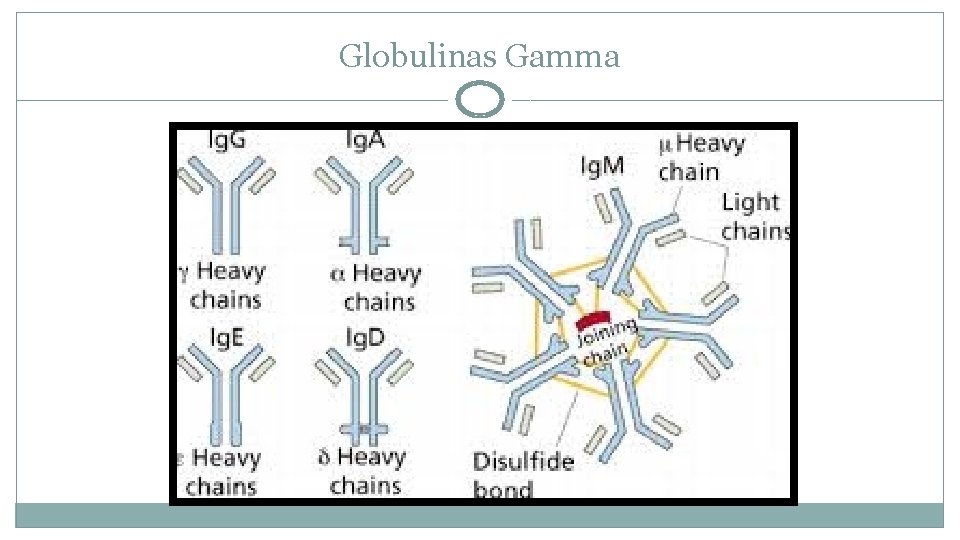 Hemoglobinas GAMMA GLOBULINA Introduccin Definicin Protena del plasma