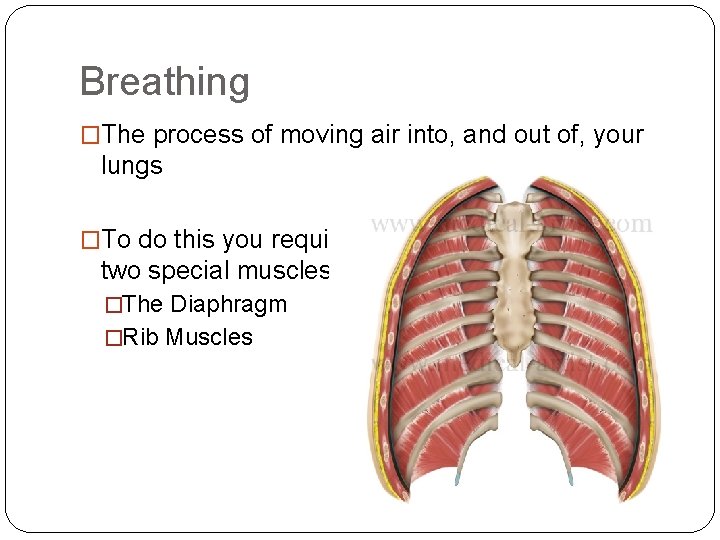 Cells Systems The Respiratory System Got your nose
