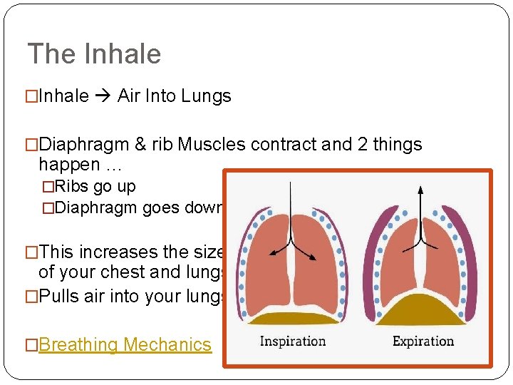 Cells Systems The Respiratory System Got your nose