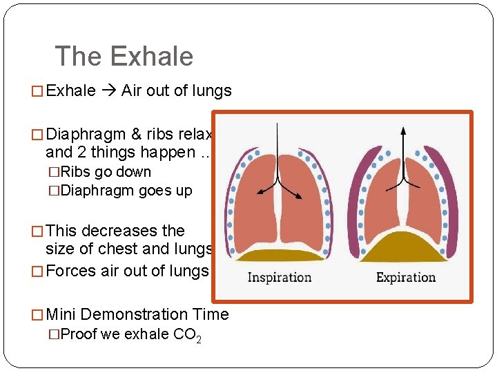 Cells Systems The Respiratory System Got your nose