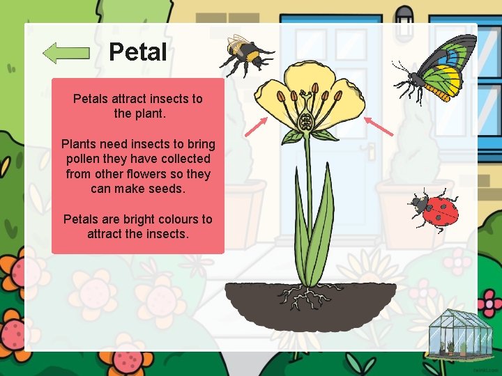 Parts of a plant Now you know what