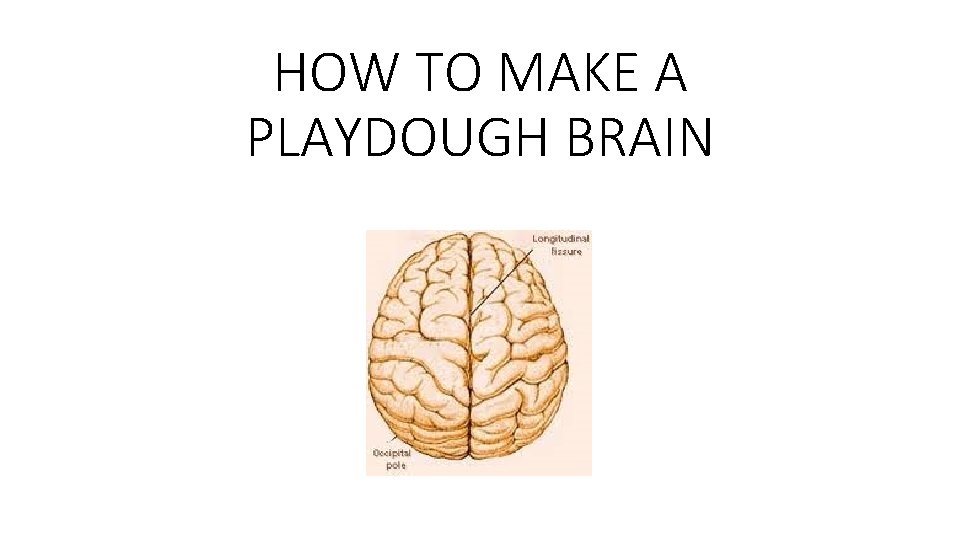 HOW TO MAKE A PLAYDOUGH BRAIN THALAMUS BULB