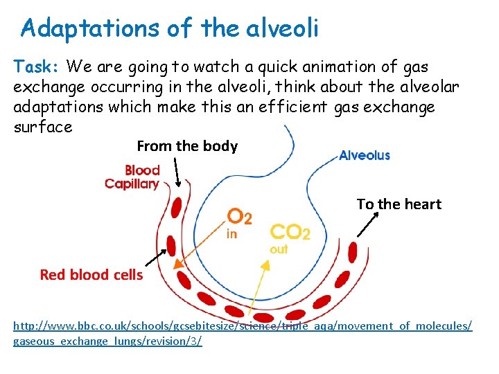 Breathing Gas Exchange Do Now activity 1 Identify