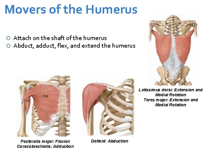 Anatomy Lab 5 The Head Upper Limb Musculature