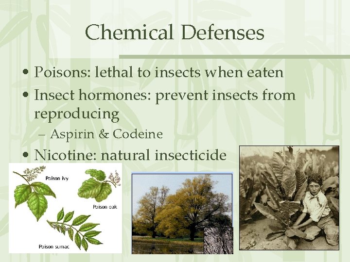 Responses Adaptations Transport Xylem Water Transport Root pressure