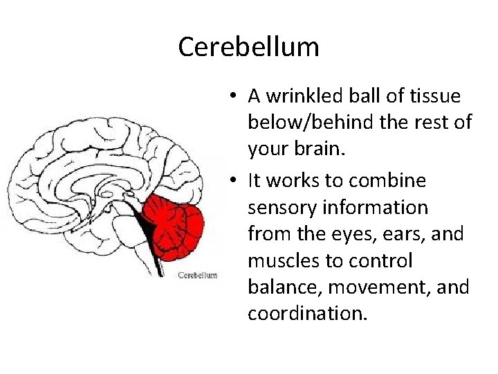 Getting to Know Your Brain Created For You