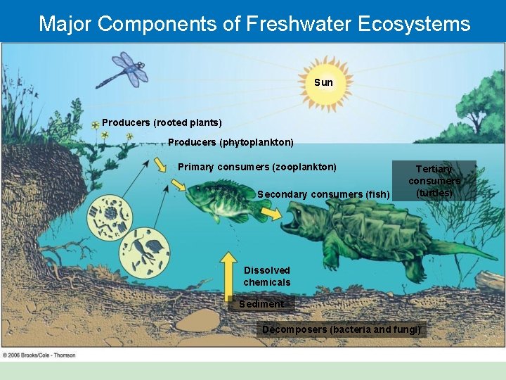 Ecosystems What Are They and How Do They