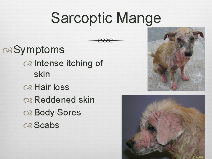 Communicable Dog Diseases Sarcoptic Mange Symptoms Intense itching